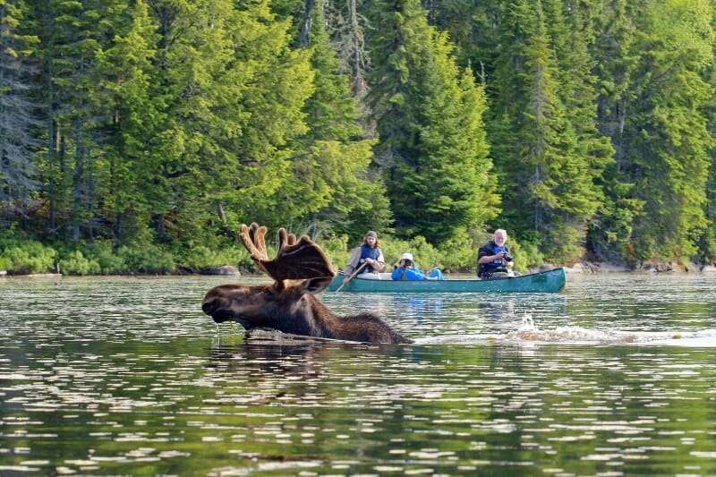 Algonquin Park Private Canoe Trip | Voyageur Quest